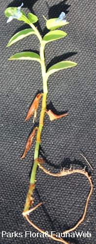 NParks | Commelina diffusa