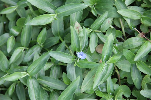 Commelina Diffusa