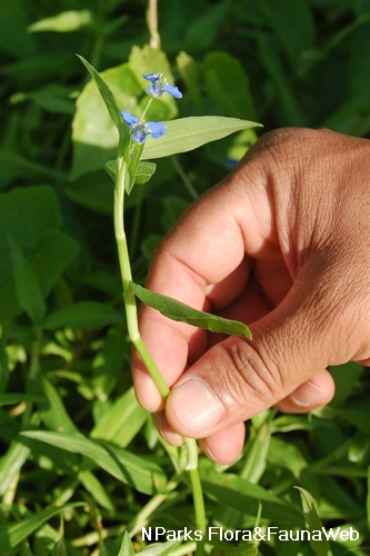 NParks | Commelina diffusa