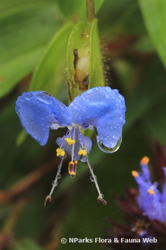 NParks | Commelina diffusa