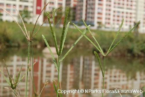 NParks | Eleusine indica
