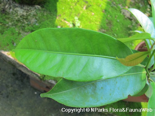 NParks | Lithocarpus lucidus