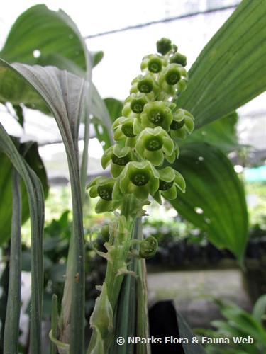 NParks | Peliosanthes teta subsp humilis