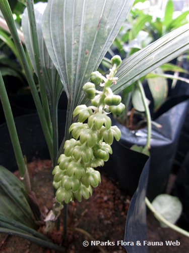 NParks | Peliosanthes teta subsp humilis