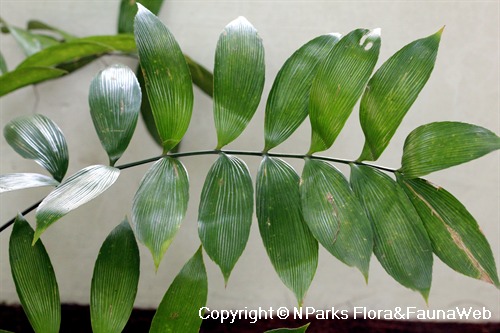 NParks | Zamia neurophyllidia