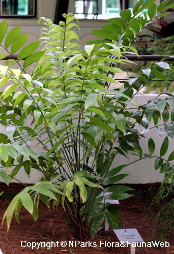 NParks | Zamia neurophyllidia