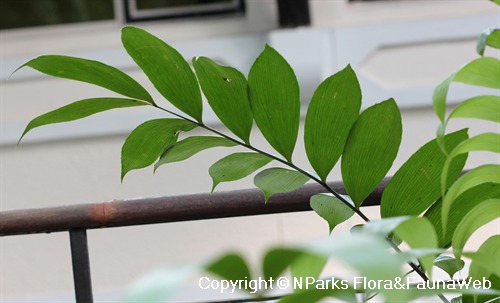 NParks | Zamia neurophyllidia
