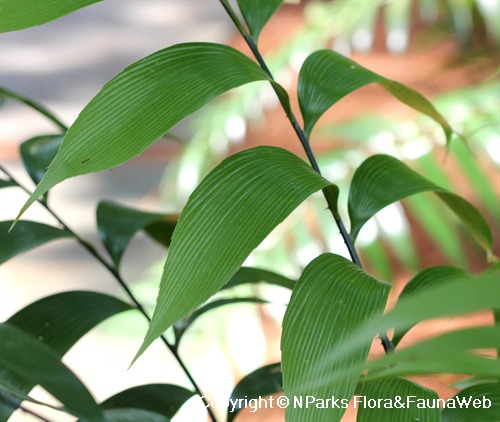 NParks | Zamia neurophyllidia
