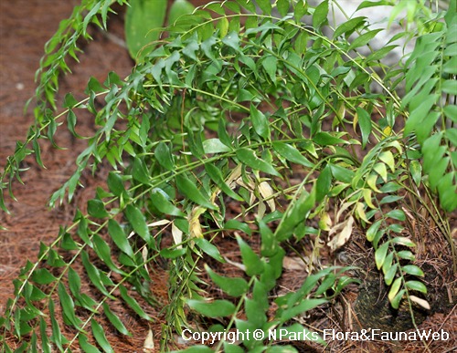 NParks | Zamia pumila