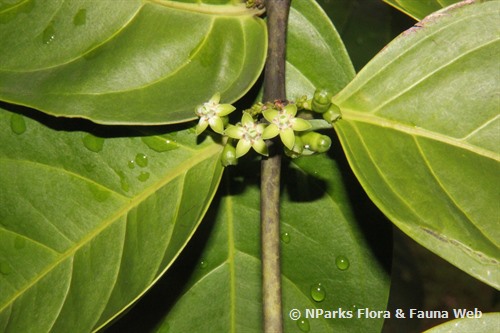 NParks | Canthiumera robusta
