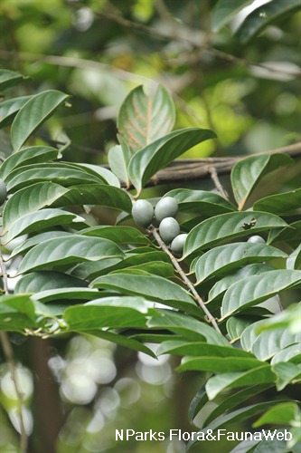 NParks | Canthiumera robusta