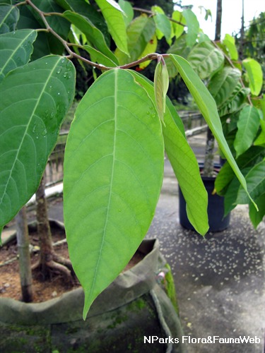 NParks | Maingaya malayana