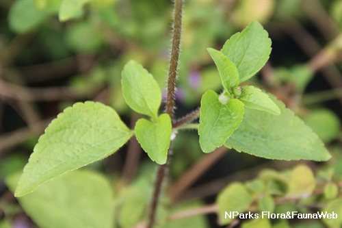 NParks | Ageratum conyzoides