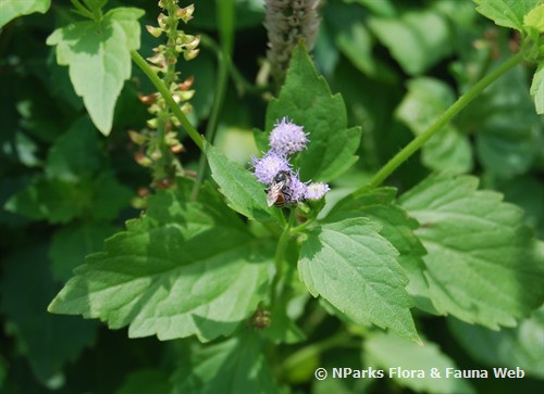 NParks | Ageratum conyzoides