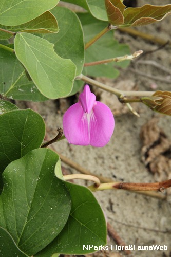 NParks | Canavalia rosea
