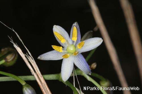 NParks | Dianella ensifolia