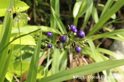 NParks | Dianella ensifolia