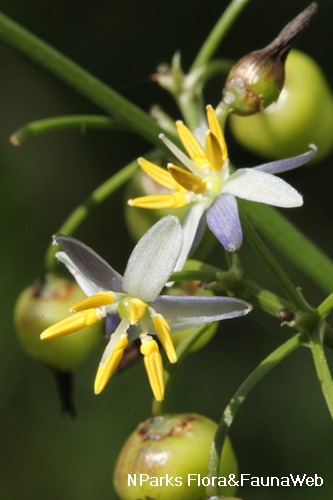 NParks | Dianella ensifolia