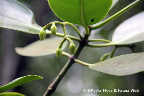 NParks | Rhizophora stylosa