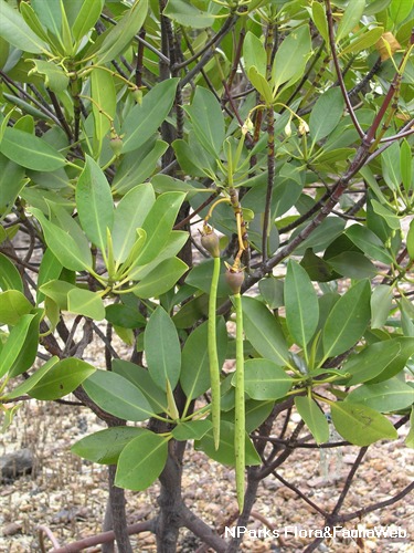 NParks | Rhizophora stylosa