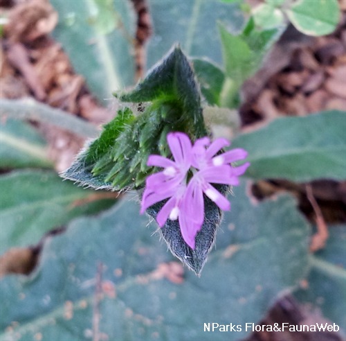 NParks | Elephantopus scaber