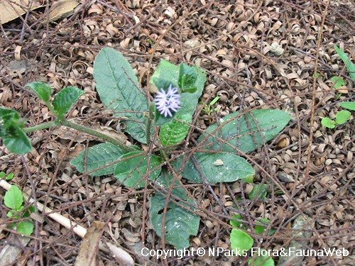 NParks | Elephantopus scaber