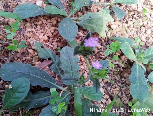 NParks | Elephantopus scaber