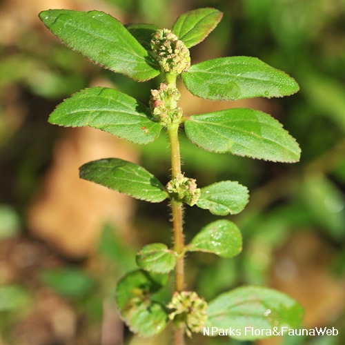 NParks | Euphorbia hirta
