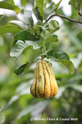 NParks | Citrus medica