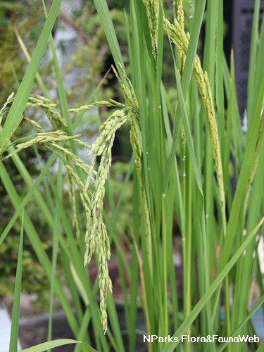 NParks | Oryza sativa