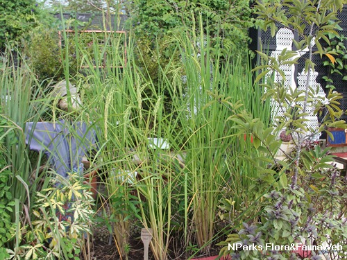 NParks | Oryza sativa