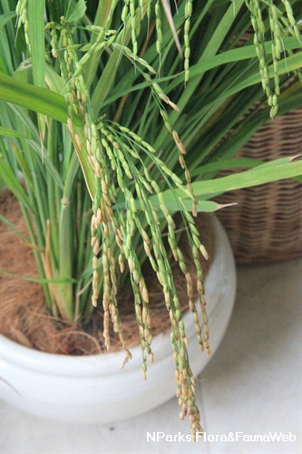 NParks | Oryza sativa