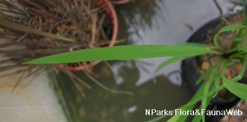 NParks | Oryza sativa