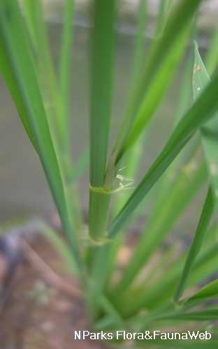 NParks | Oryza sativa