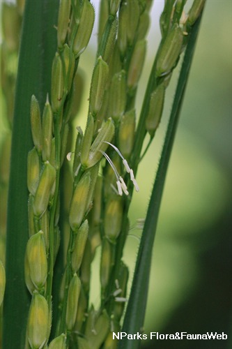 NParks | Oryza sativa