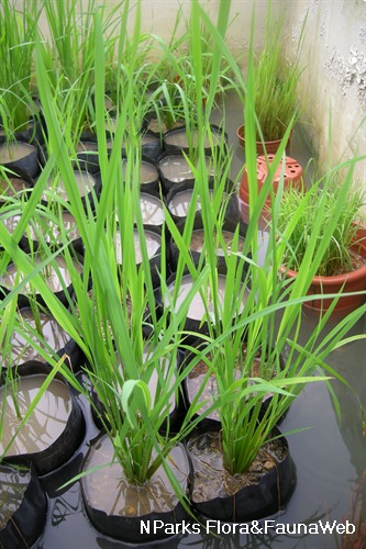NParks | Oryza sativa