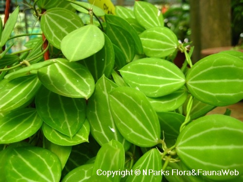 NParks | Dischidia ovata