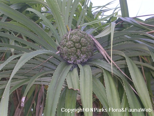 NParks | Pandanus tectorius