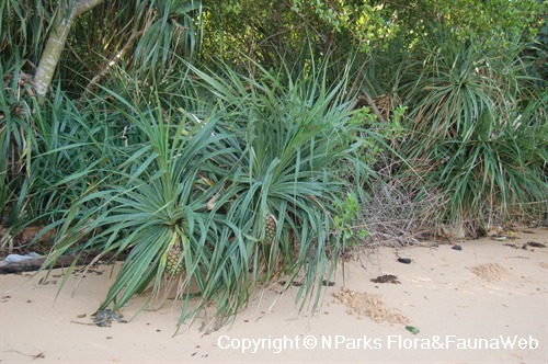 NParks | Pandanus tectorius