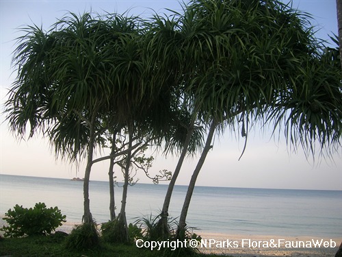 NParks | Pandanus tectorius