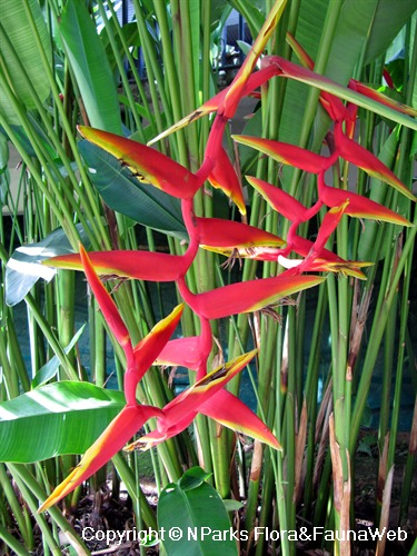 NParks | Heliconia bihai × marginata'Rauliniana'
