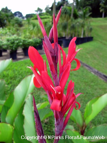 NParks | Canna indica 'Musafolia'