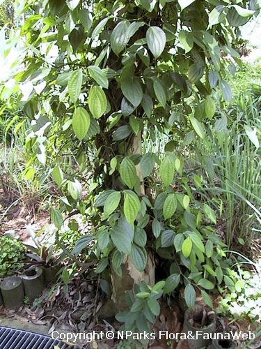 NParks | Piper nigrum