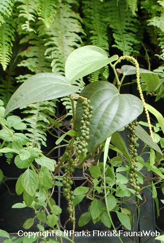 NParks | Piper nigrum