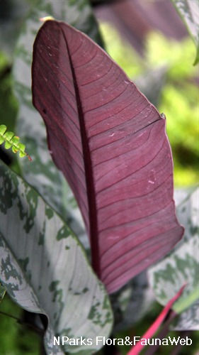 NParks | Apoballis acuminatissima 'Lavallaei'