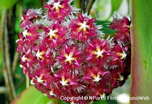 NParks | Hoya mindorensis