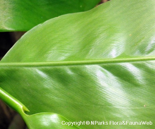 NParks | Alpinia conchigera