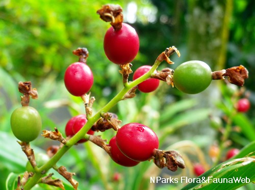 NParks | Alpinia conchigera