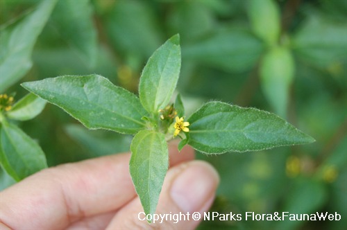 NParks | Synedrella nodiflora
