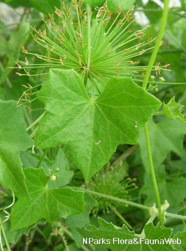 NParks | Melothria pendula